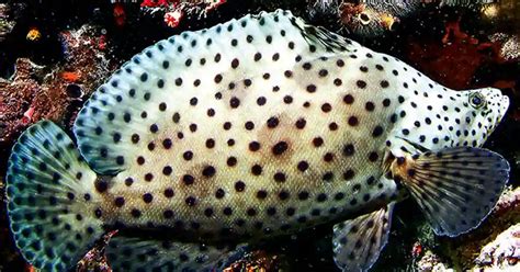 5 Jenis Ikan Kerapu Yang Sedap