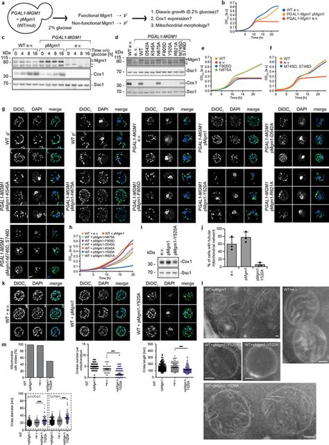 yeast assays a schematic overview of yeast complementation
