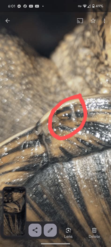 Something Wrong With Shell Rsnappingturtles Something Wrong With Shell Rsnappingturtles