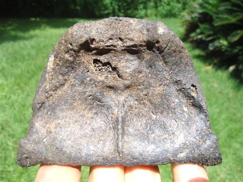 Rare Extinct Giant Box Turtle Plastron Recently Sold Fossils