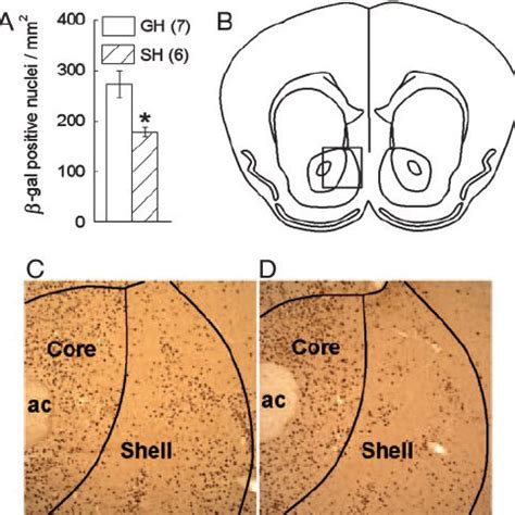 CREB And Sexual Behavior In Double Housed Males A Schematic Of Download Scientific Diagram