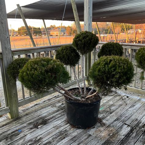 Mint Julep Juniper 30g Pom Lichtenfelts