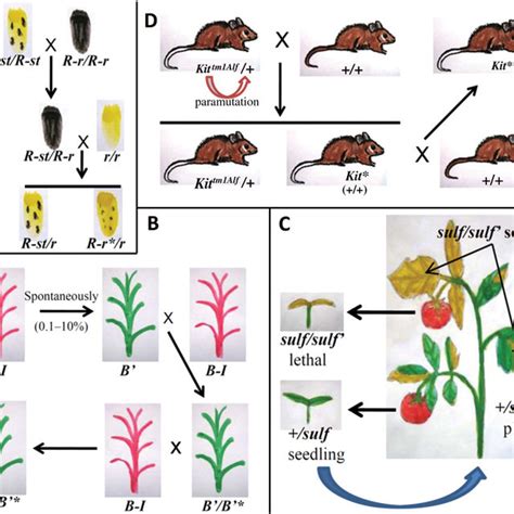 Spontaneous Paramutation Occurring At The Pl1 Locus In Maize A Sector