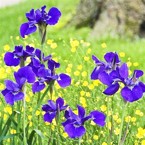 Caesars Brother Iris For Sale Online The Tree Center