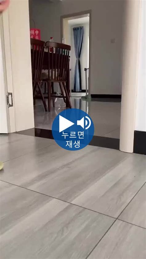 모자 쓴 강아지 유머 움짤 이슈 에펨코리아