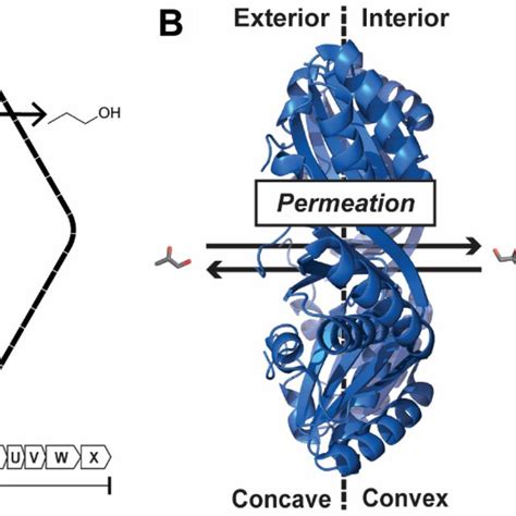 The Model 1 2 Propanediol Utilization Pdu Bmc From Salmonella Download Scientific Diagram