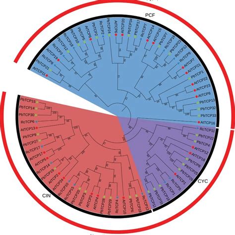 Phylogenetic Analysis Of The Tcp Transcription Factors In R Chinensis Download Scientific