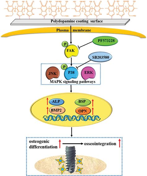 Polydopamine‐enabled Biomimetic Surface Engineering Of Materials New Insights And Promising