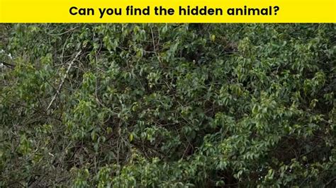 Only Someone With Powerful Vision Can Spot The Leopard Hidden In The Leaves Within 9 Seconds