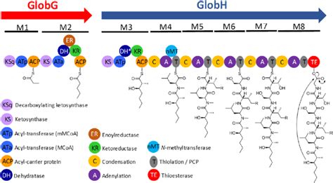 Proposed Biosynthetic Pathway Of Globomycin And Congeners The Figure Download Scientific