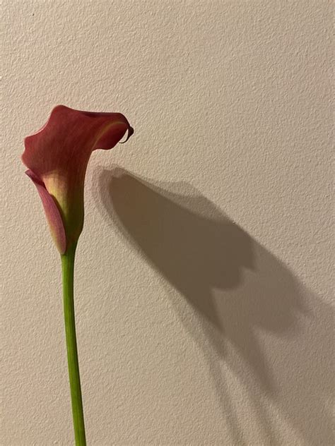 Red Flower Photo Gratuite Sur Pixabay Pixabay