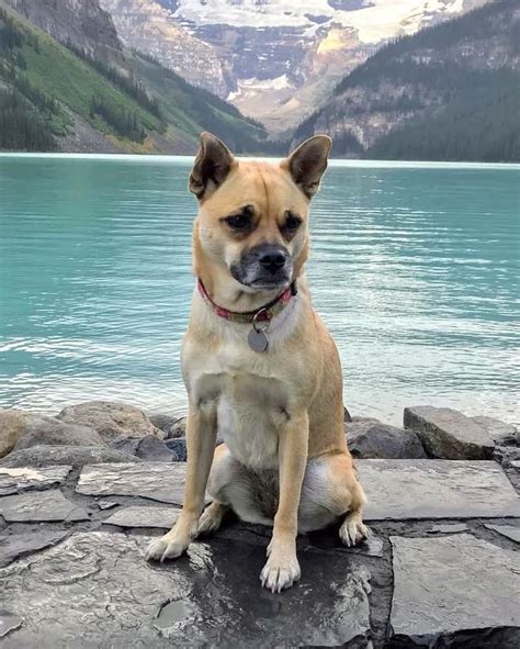 Shug German Shepherd And Pug Mix Info Pictures Facts Faqs And More