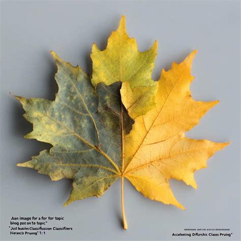 Just Leaf It Accelerating Diffusion Classifiers With Hierarchical Class Pruning