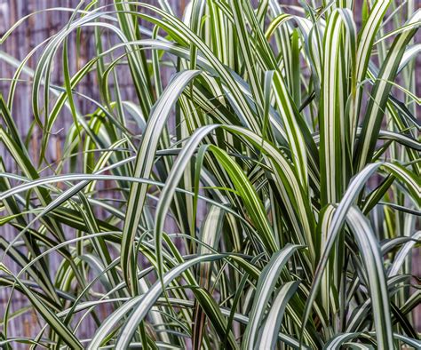 Best Miscanthus Varieties 15 Of The Top Ornamental Grasses Homes And