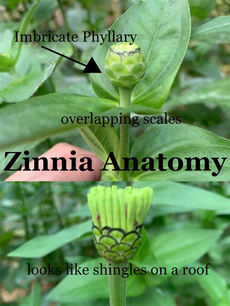 How To Know If A Zinnia Is Ripe Enough To Harvest Thyme In A Bottle