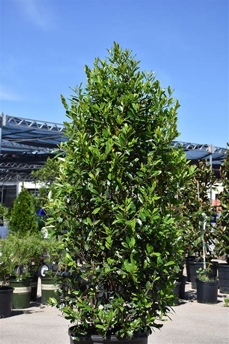 Bright N Tight Carolina Laurel Prunus Caroliniana Monus In San