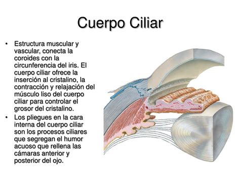 Ppt Ojo Y Oído Powerpoint Presentation Free Download Id4511489