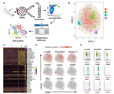 Figure 1 From Single Cell Rna Seq Analysis Uncovers Distinct Functional