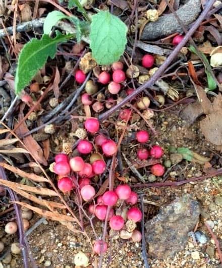 Another Tree Nut Allergy Allergen Alert For Sumac Argan Shea Butter And Mango European Food