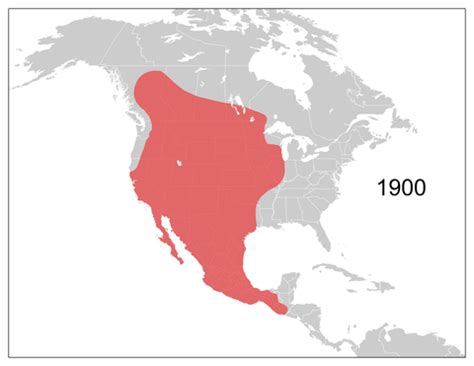 Coyotes Are Poised To Enter South America For The First Time