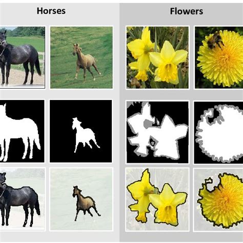 Sample Images From The Two Datasets First Row The Provided Ground