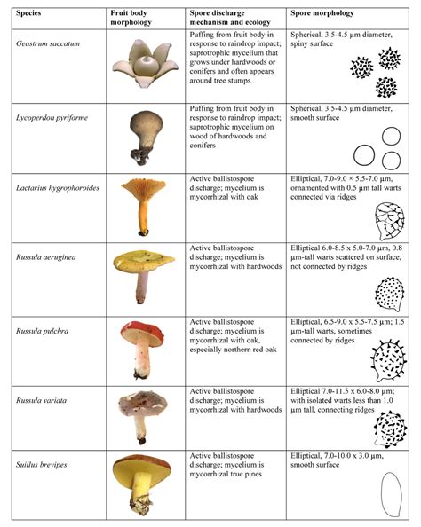 Types Of Mushroom Spores At Alana Saltau Blog