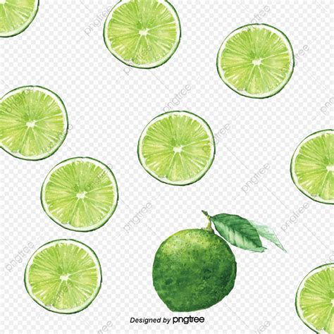 Lime Vector At Collection Of Lime Vector Free For