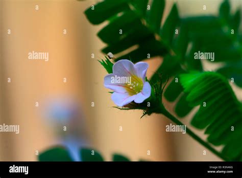 Biophytum (Biophytum sensitivum) flower Stock Photo - Alamy