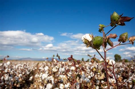 Cai Revises Indias 2425 Cotton Production Estimate To 3114 L Bales