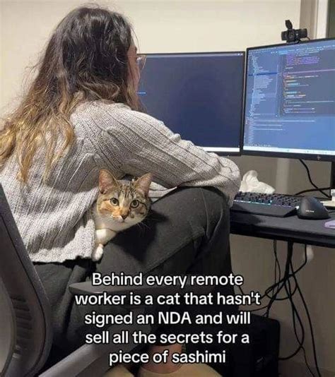 Damn I Knew There Is A Data Breach Somewhere 😂 Lazy Programmer 32