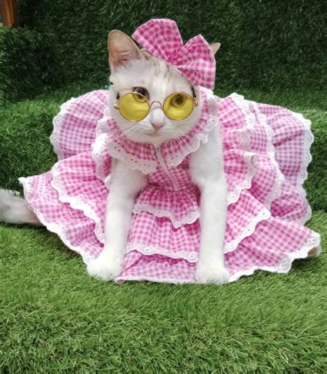 โชกี้แมวนางแบบ สวัสดีวันสีชมพูค่ะทุกคน💌💌🎉🎉💃🕺🐈🐈