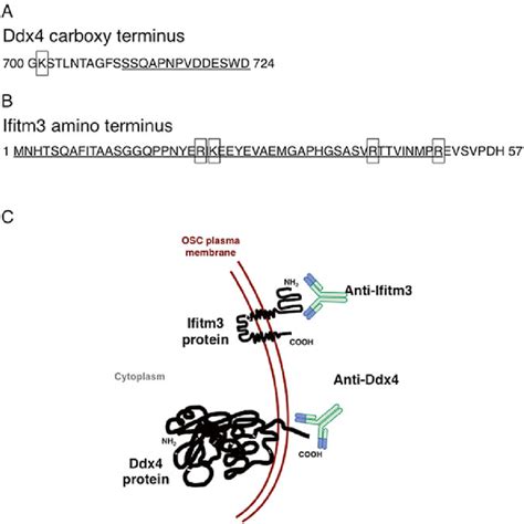 Trypsin Digest Sites Within The Extracellular Mouse Ddx4 A Boxes