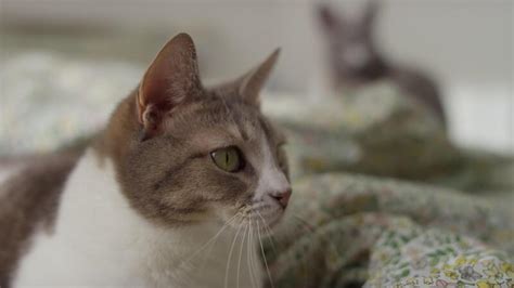 Alert Cat Observing From Cozy Bed 65836057 Stock Video At Vecteezy