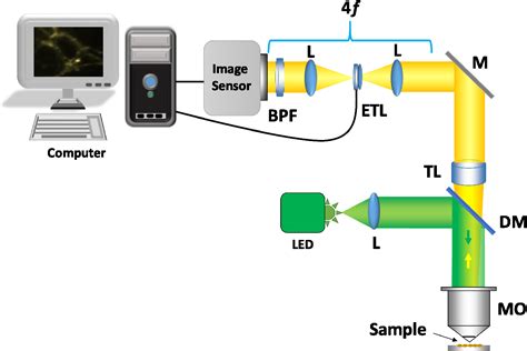 Three Dimensional Fluorescence Imaging Using The Transport Of Intensity Equation