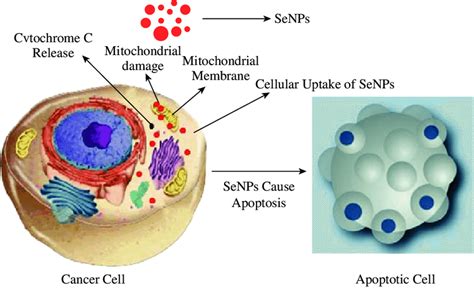 Selenium Nps Enter The Cancer Cells And Accumulate In Cytosol The Download High Quality