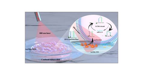 Gold Nanorod Nanolayer Mediated Photothermal Transfection Promotes Dna
