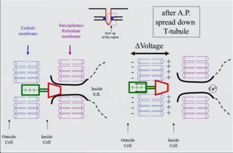 Psychology Flashcards Quizlet