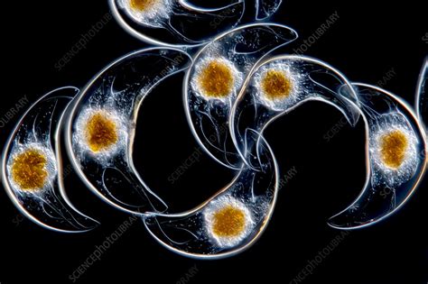 Pyrocystis Lunula Algae Light Micrograph Stock Image C057 7845 Science Photo Library