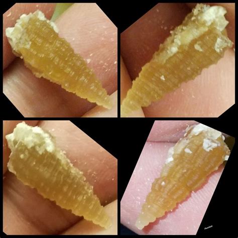 Agatized And Silicified Fossil Shell From Tampa Bay Florida 22 26 Million Years Old Tampa