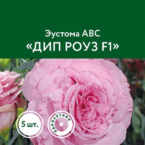 Цветы Эустома