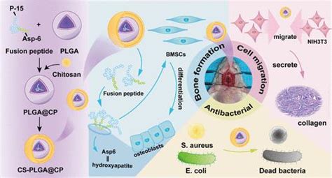 负载融合肽的功能化plga微球用于治疗骨缺损 Acs Biomaterials Science And Engineering X Mol