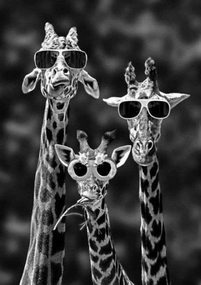 if | Giraffe, Funny giraffe, Funny animals