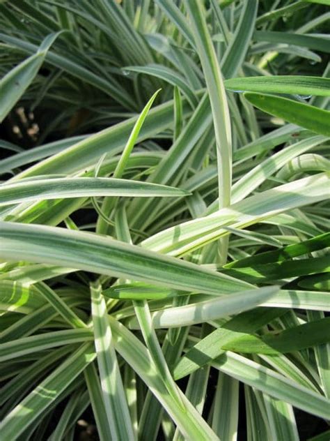 African Lily Tinkerbell Plnt