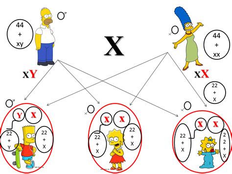Sistema de determinação do sexo XY X e ZW Eu Quero Biologia