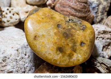Sponge Fossil Images Stock Photos Vectors Shutterstock