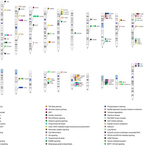 Chromosome Ideogram Representing The Location Of Genes Of Interest