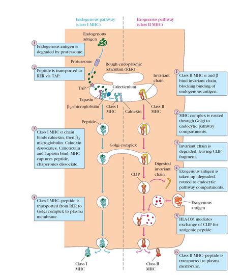 Major Histocompatibility Complex