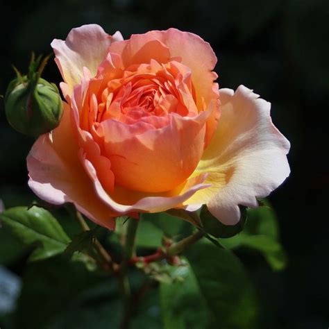 Rosa in vaso Tropicana » Vendita Piante Online