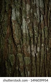 Wild Natural Tree Trunk Texture Stock Photo 1496039954 Shutterstock