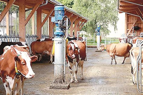 Млечни продукти с лабораторно произведено мляко вече са на американския пазар Български Фермер